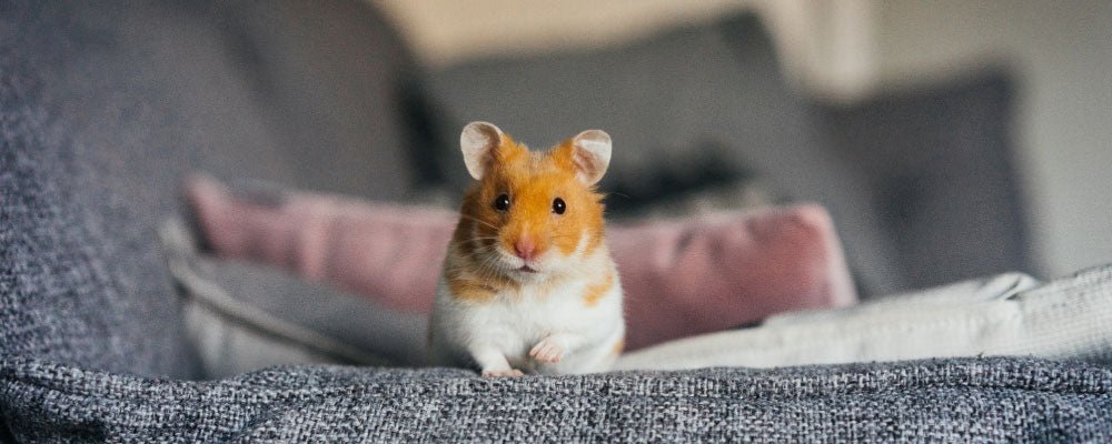 A History of Hamsters