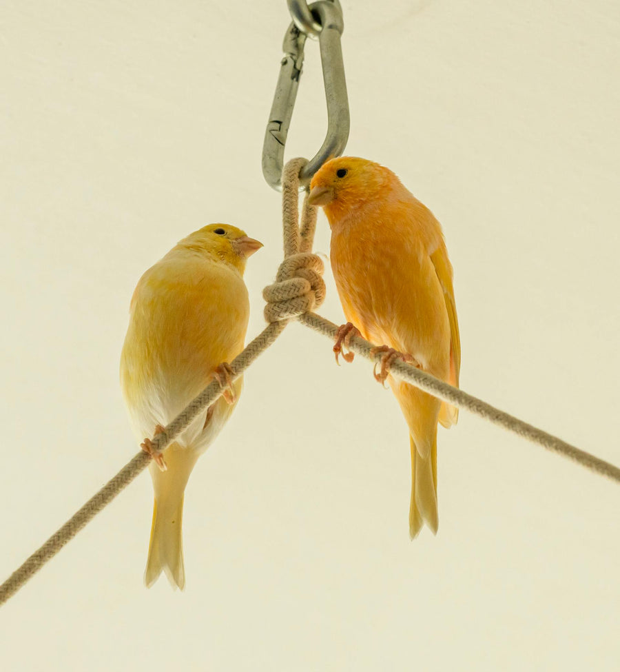Canary Food - A Guide To Feeding Canaries