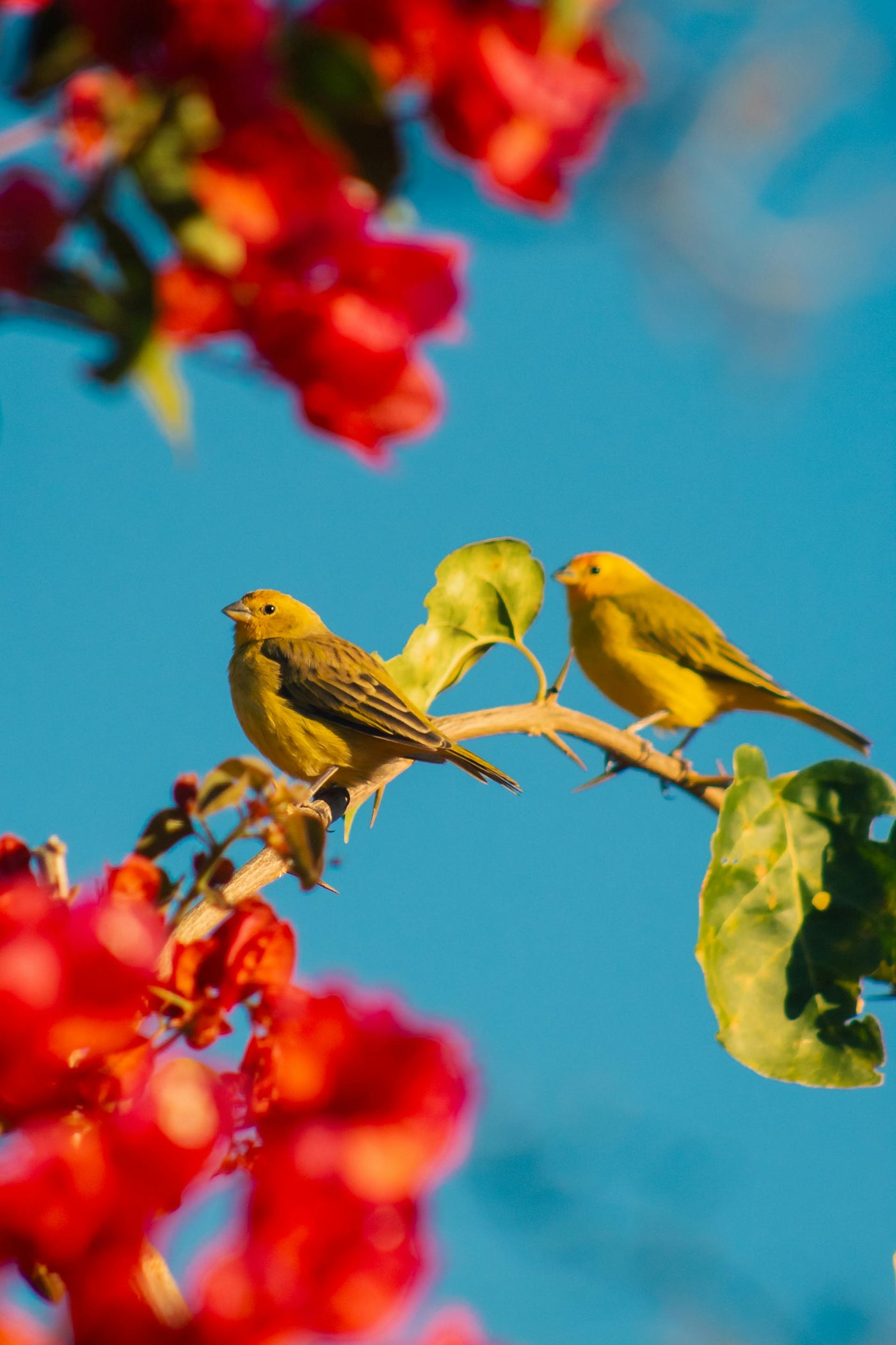 Canary Food - A Guide To Feeding Canaries
